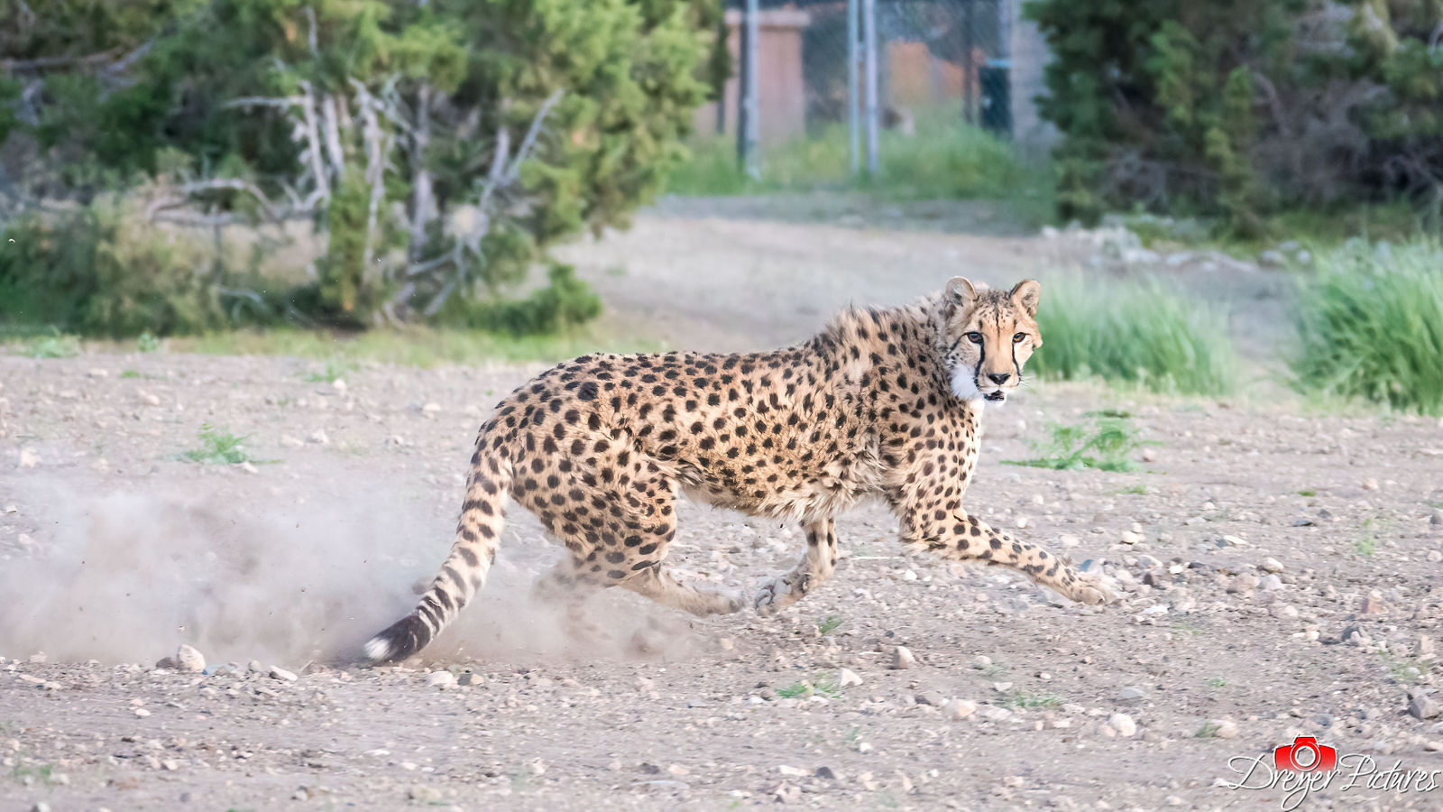 Showcase - Animals by DreyerPictures Gallery