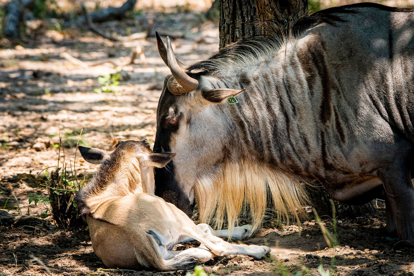 Fossil Rim by Lauren Spjut Photography