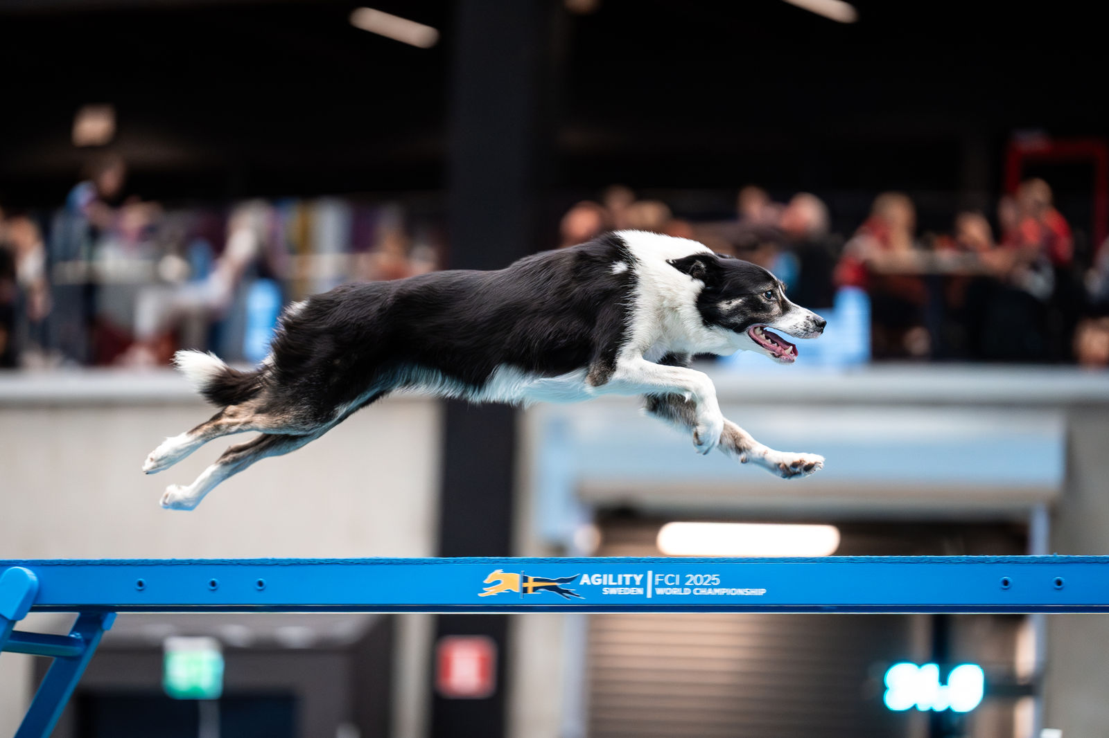 AWC 2025 by Hannas Hundfoto