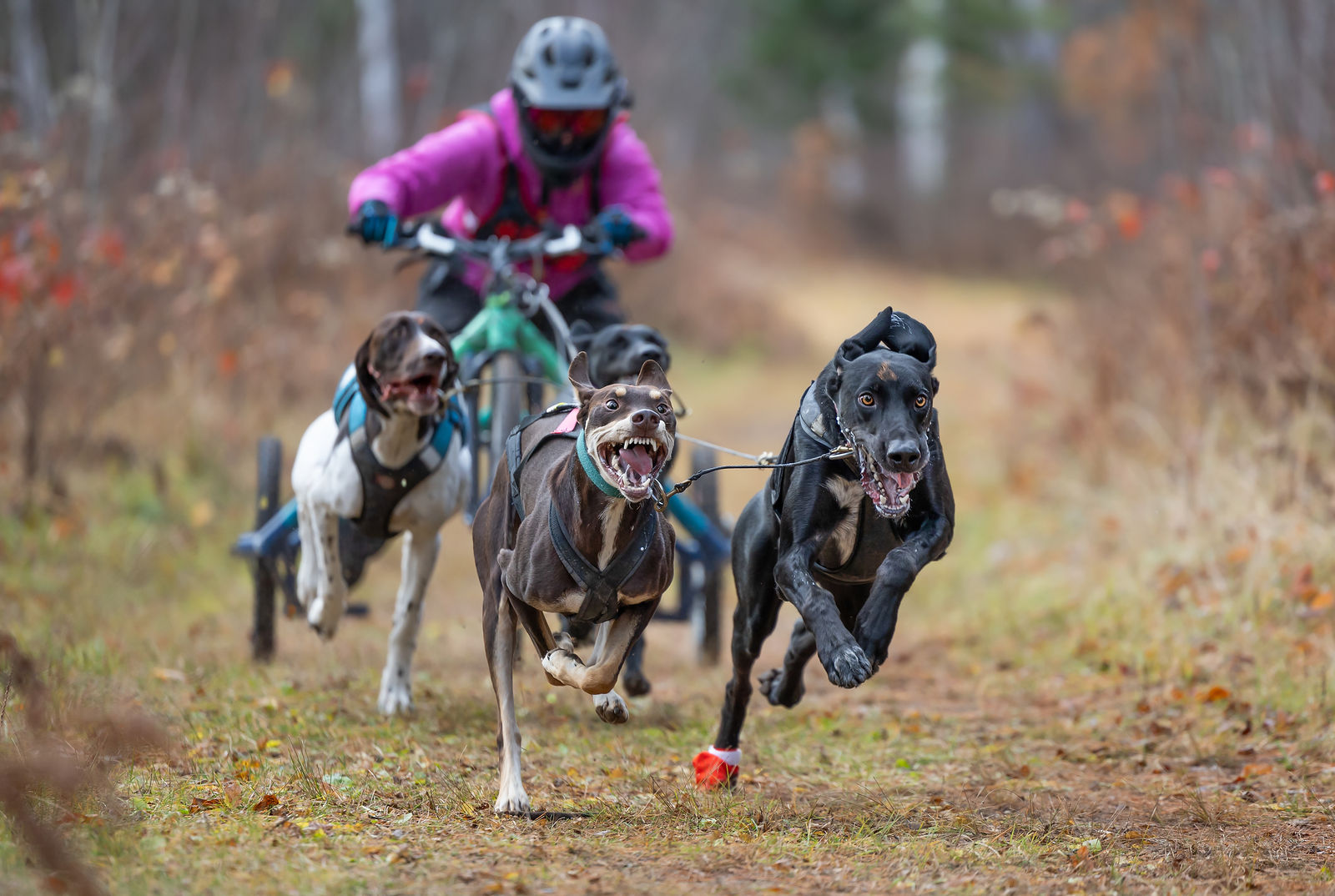 Events - Wander into Focus