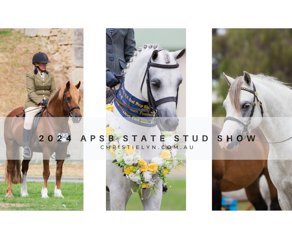 APSB STATE STUD SHOW 2024 by Christie Lyn Photography