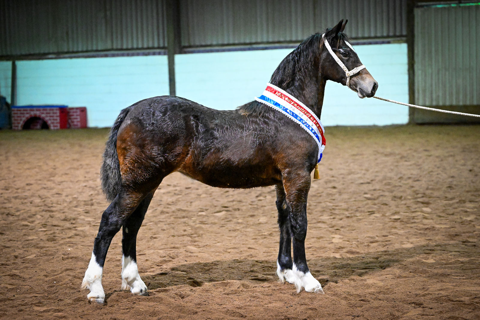 North Western WPCA Winter Show 2024 by EquinePix Photography