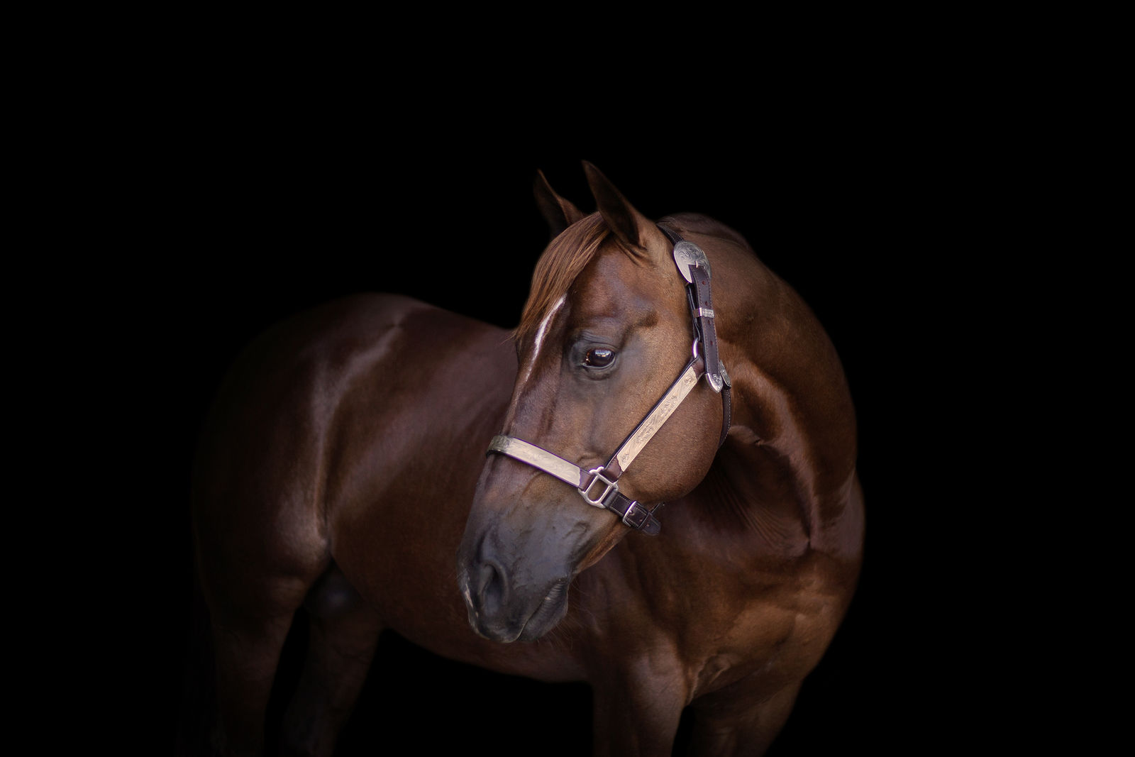 Maximus Metallica - QH Stallion by Christie Lyn Photography