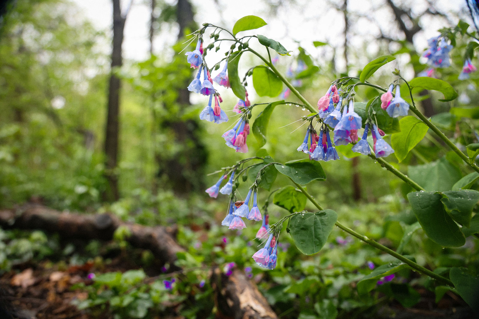 The Observe Project by DLiNX LLC.