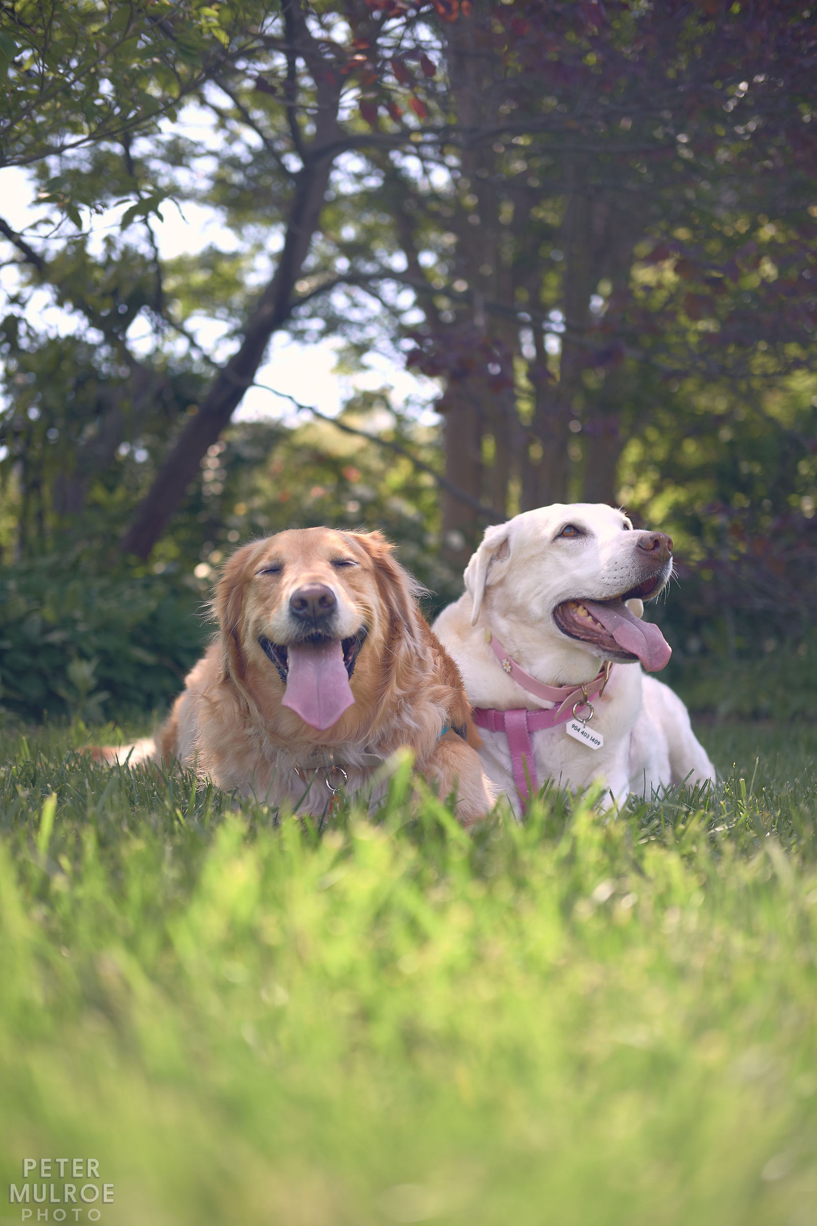 Andrew, Kathryn, Lucy & Faith by Peter Mulroe Photography