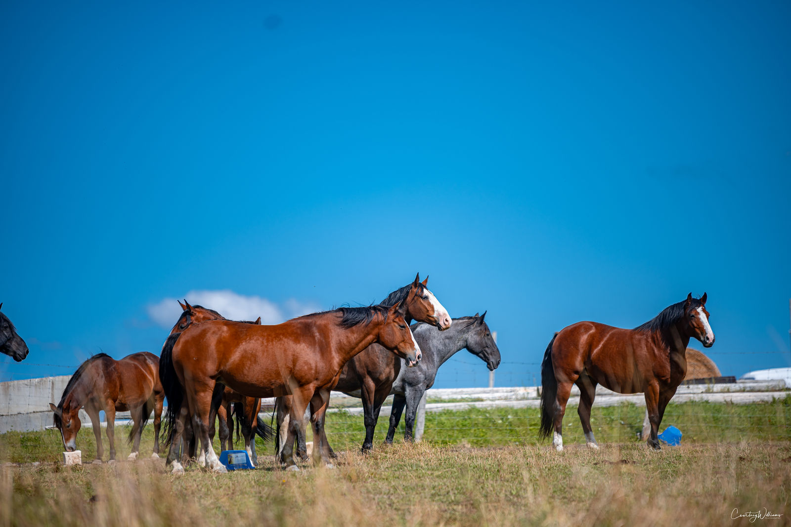 Festival Western St-Tite 2025 by Courtney Williams Photography
