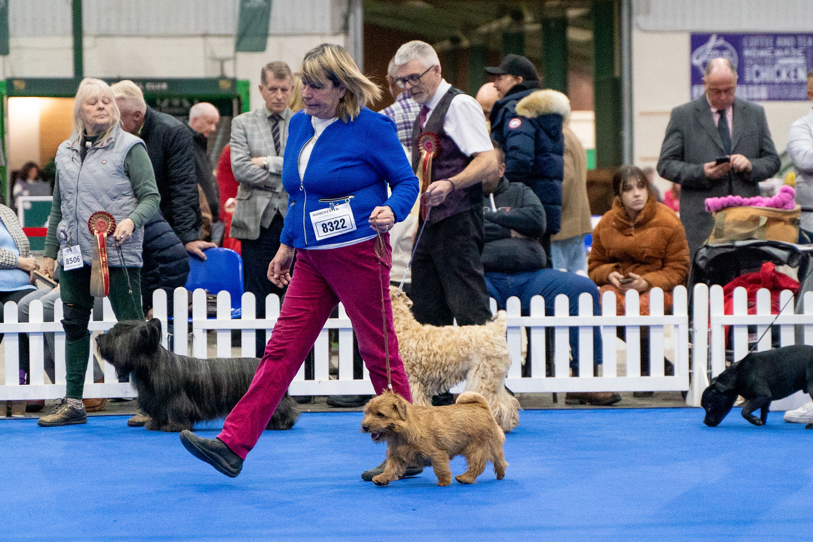 Manchester Dog Show Society Championship Show 2025 Day 4 Terrier Group ...
