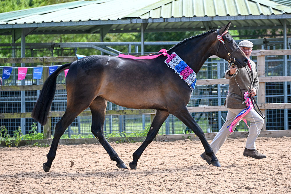 Bucks Counties Spring Spectacular Show 2024 by EquinePix Photography